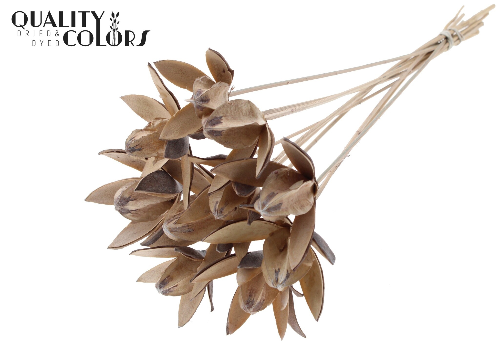 Wild Lily Seed Pod on Stick - Elegant Decoration for Flower - MyFlowers ...
