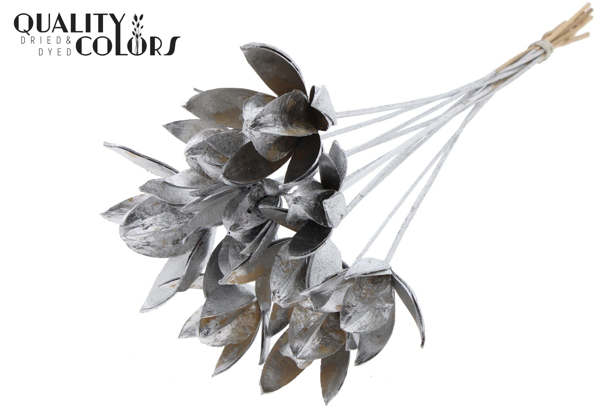 Wild Lily Seed Pod on Stick - Elegant Plant Stakes per 10 Pieces ...