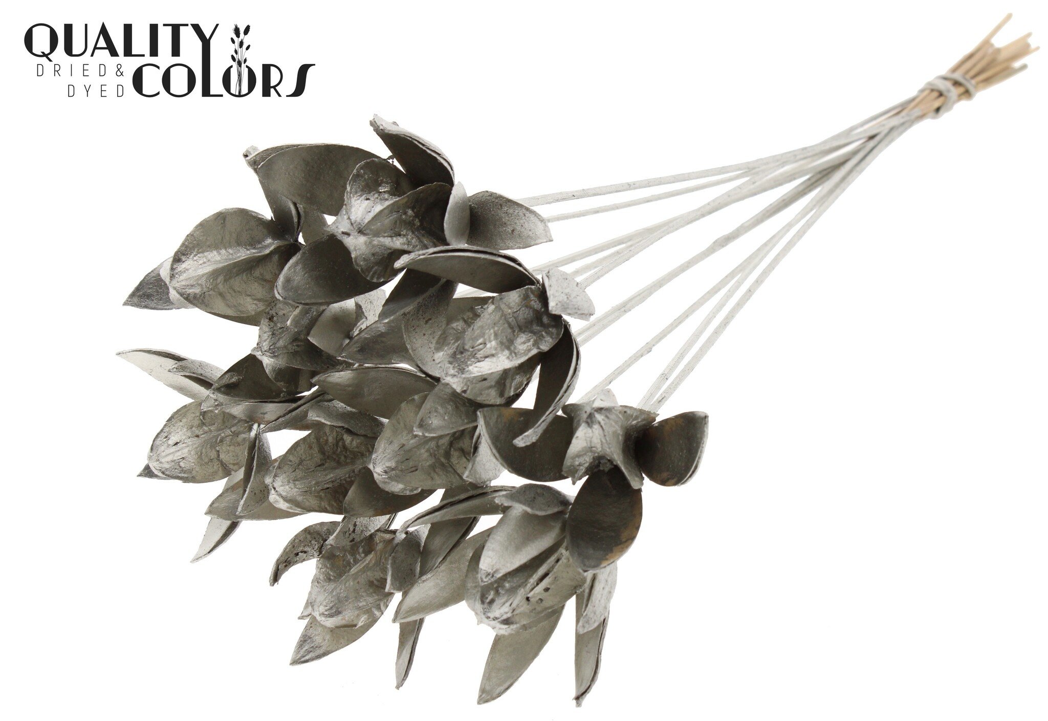 Wild Lily Seed Pod on Stick - Elegant Decorative Accessory - MyFlowers ...