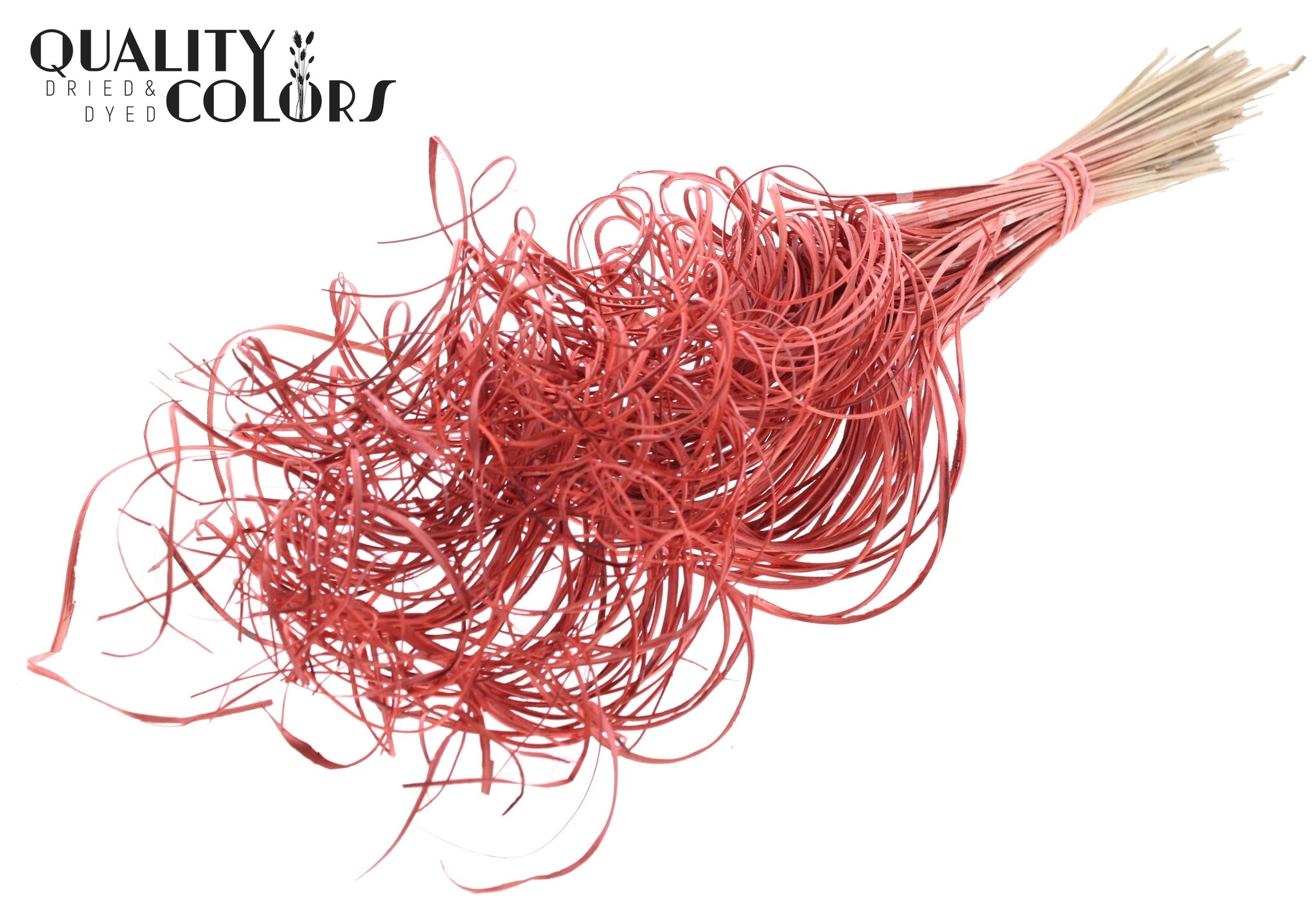 Curly Ting Ting Palmstengels in Koraalkleur - Boho Decor - MyFlowers ...