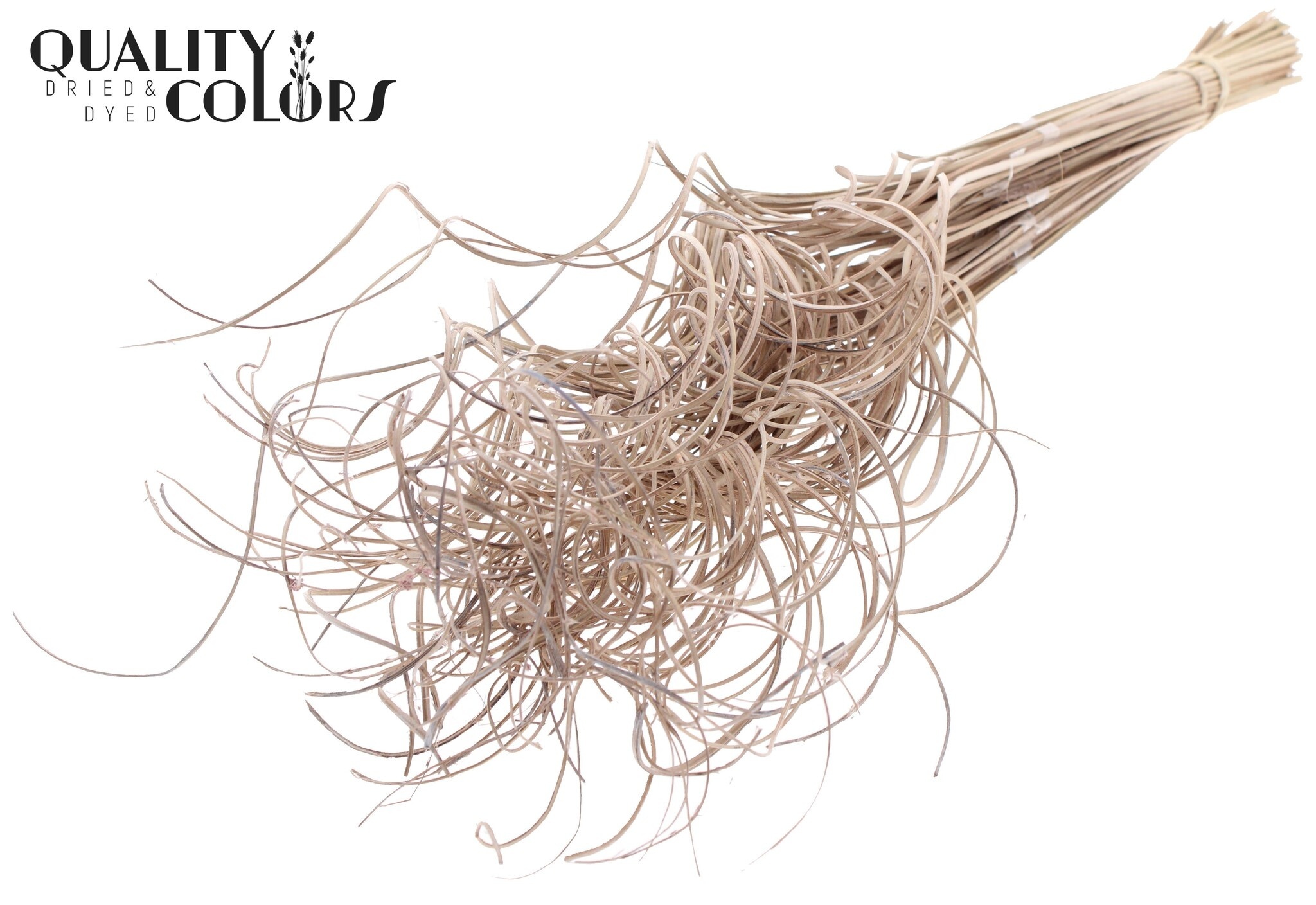 Feuille de Palmier Séchée Nerf - Décoration Unique pour Professionnels ...