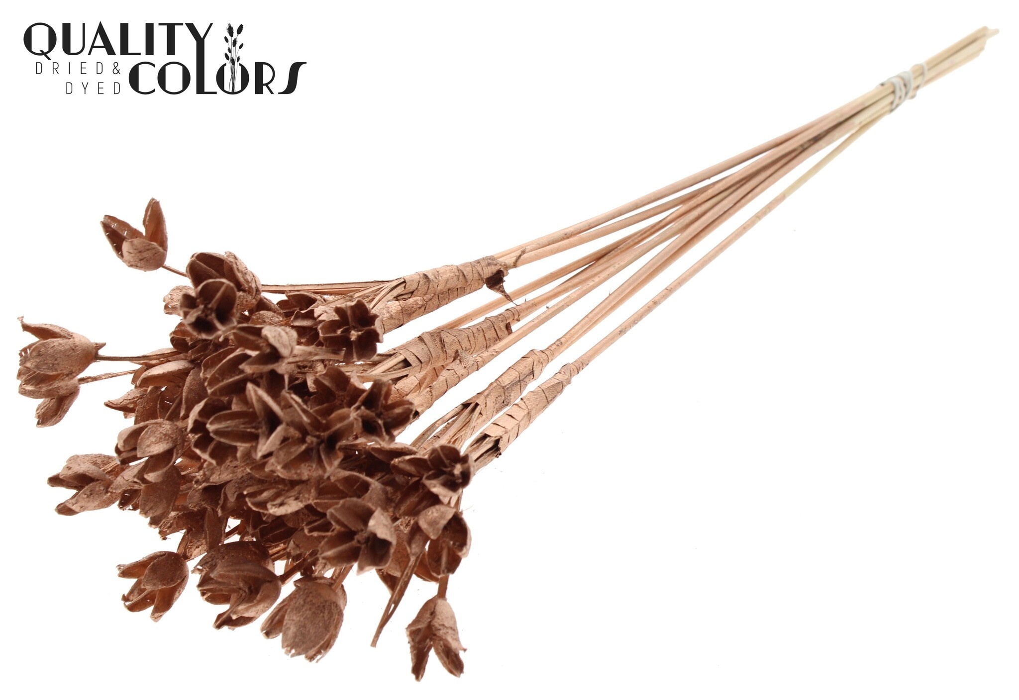 Copper-Coloured Beech Nut Spray 50 cm - 10 Pieces per Bunch - MyFlowers ...