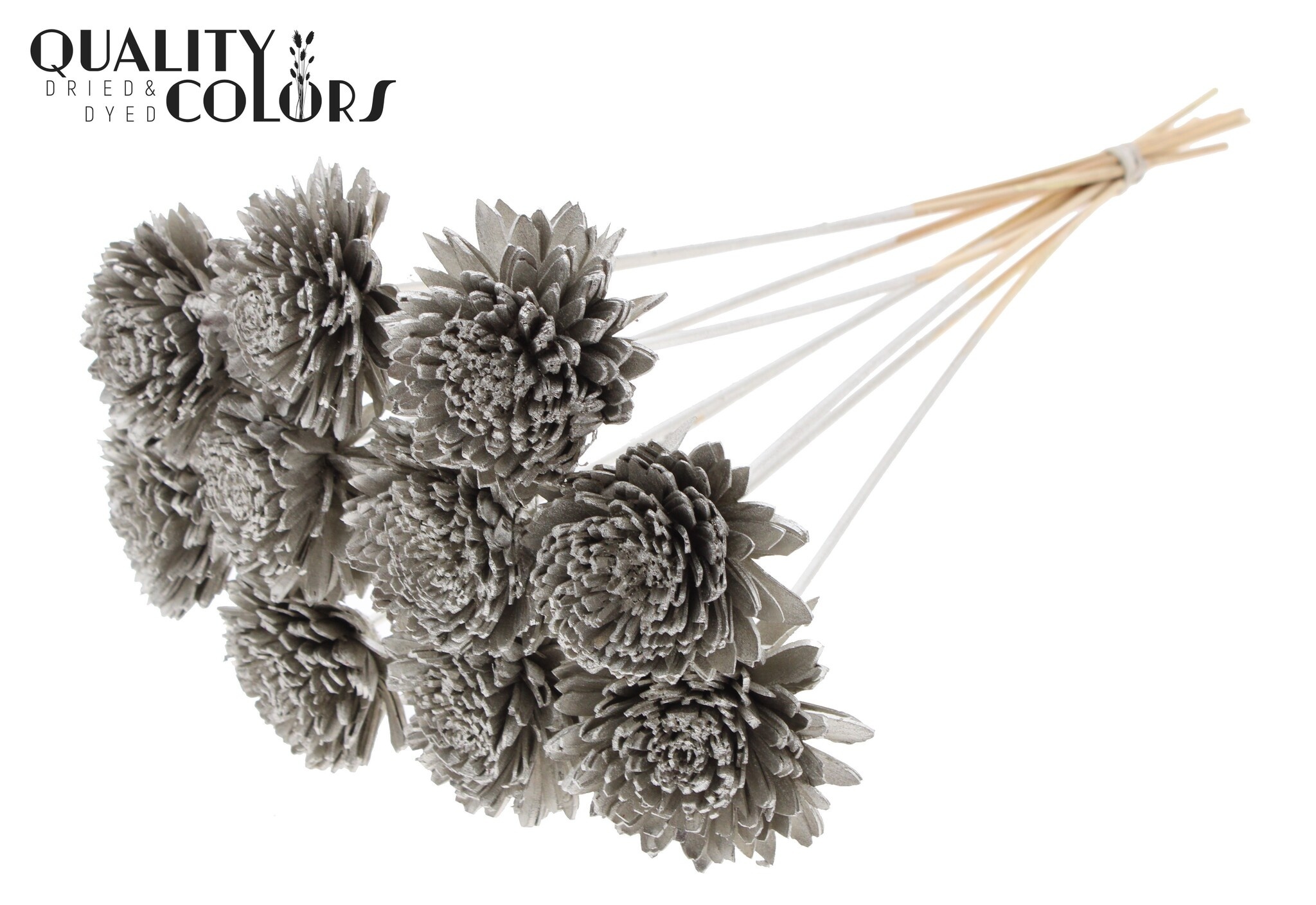 Platinum-Coloured Shola Zinnia Stick for Luxury Decoration - MyFlowers ...