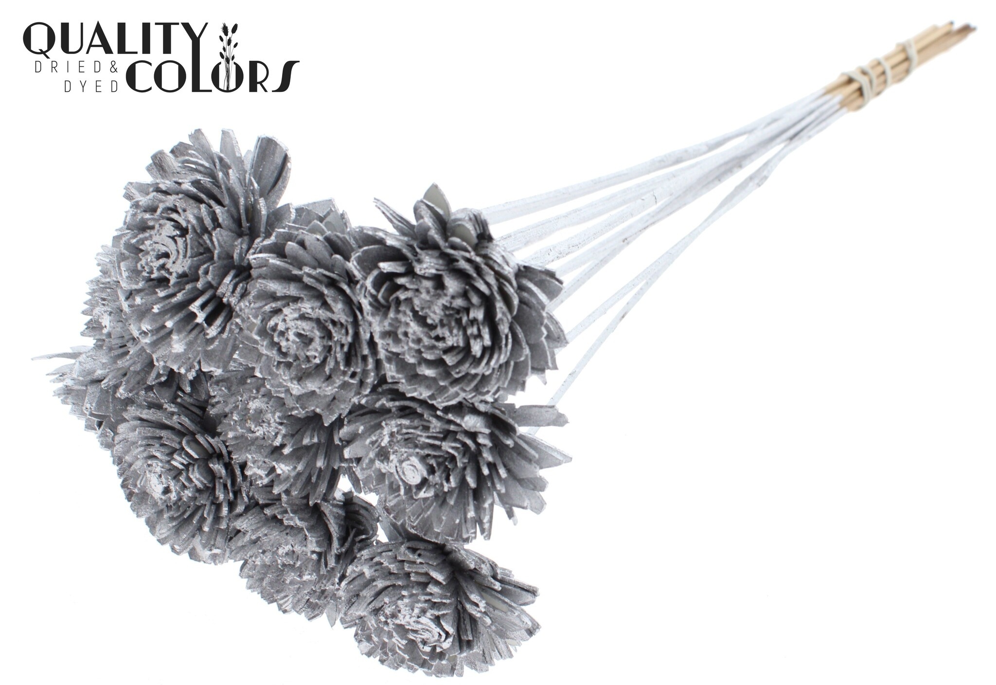 Silver Shola Zinnia Picks for Elegant Decoration - MyFlowers.shop: The ...