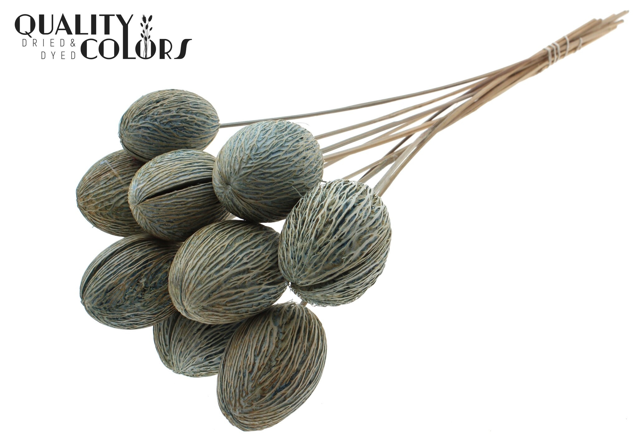 Mintolla Seed Bags on Stick - Intense Light Blue, 10 Pieces - MyFlowers ...