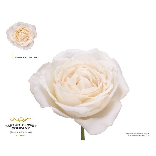 Freshy Rosa Princess Miyuki - MyFlowers.shop: De online Bloemen ...