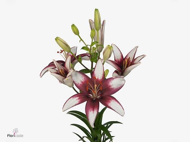 Freshy Lelie Longi x Aziatic Aqua Lat White - MyFlowers.shop: De online ...