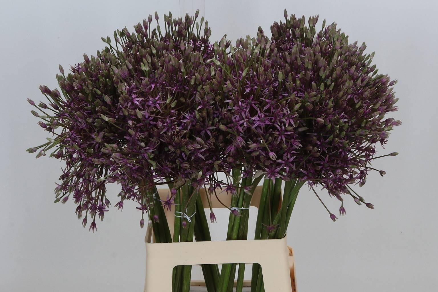 Freshy Allium Spider - MyFlowers.shop: De online Bloemen & Hobbywinkel ...