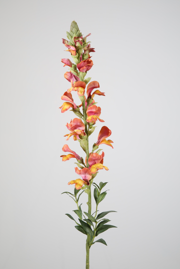 Snapdragon Single Stem 81cm - 't Haagje