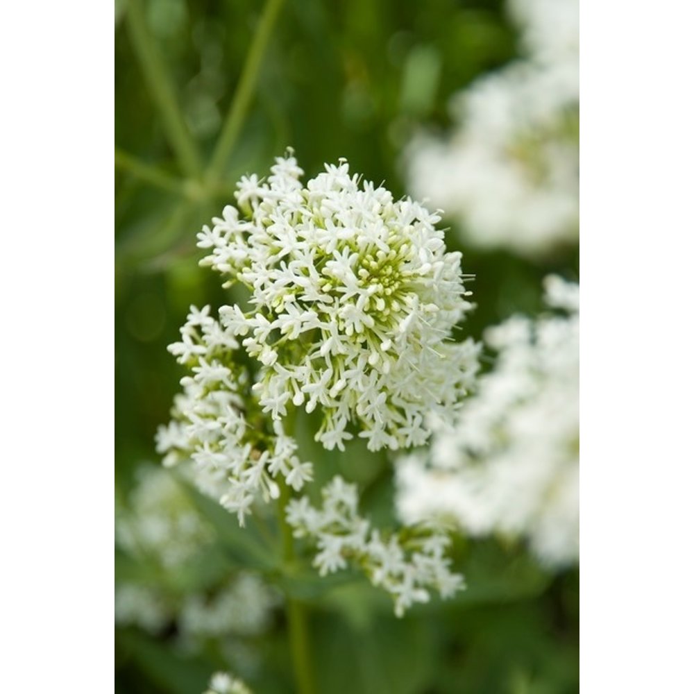 Centranthus Albus - Topplantenshop.nl - www.topplantenshop.nl
