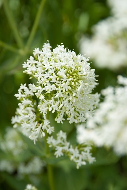 Centranthus Albus - Topplantenshop.nl - www.topplantenshop.nl