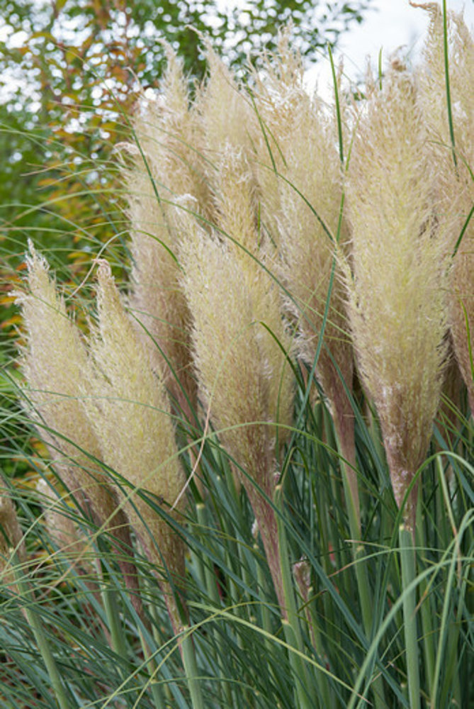 Cortaderia Cortaderia selloana - Topplantenshop.nl - www.topplantenshop.nl