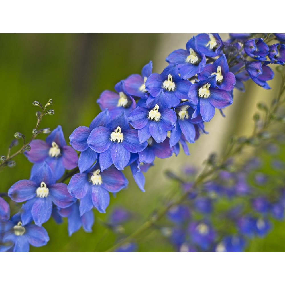 Delphnium Blue Bird - Topplantenshop.nl - www.topplantenshop.nl