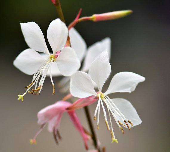 Gaura Gaura lindheimeri - Topplantenshop.nl - www.topplantenshop.nl