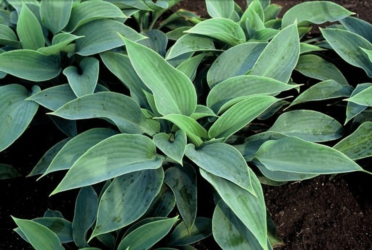 Hosta Halcyon - Topplantenshop.nl - www.topplantenshop.nl