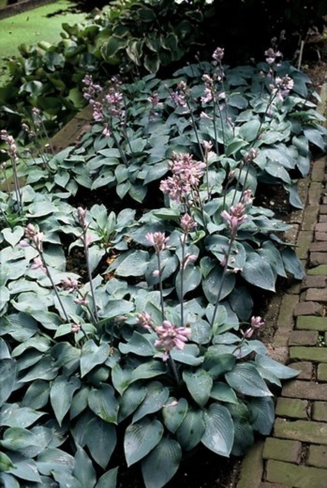 Hosta Halcyon - Topplantenshop.nl - www.topplantenshop.nl