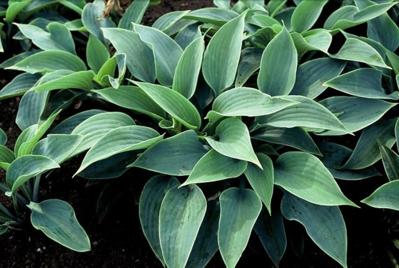 Hosta Halcyon - Topplantenshop.nl - www.topplantenshop.nl