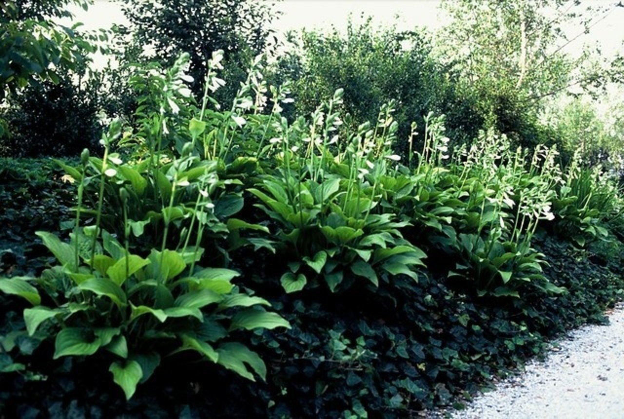 Hosta Royal Standard - Topplantenshop.nl - www.topplantenshop.nl