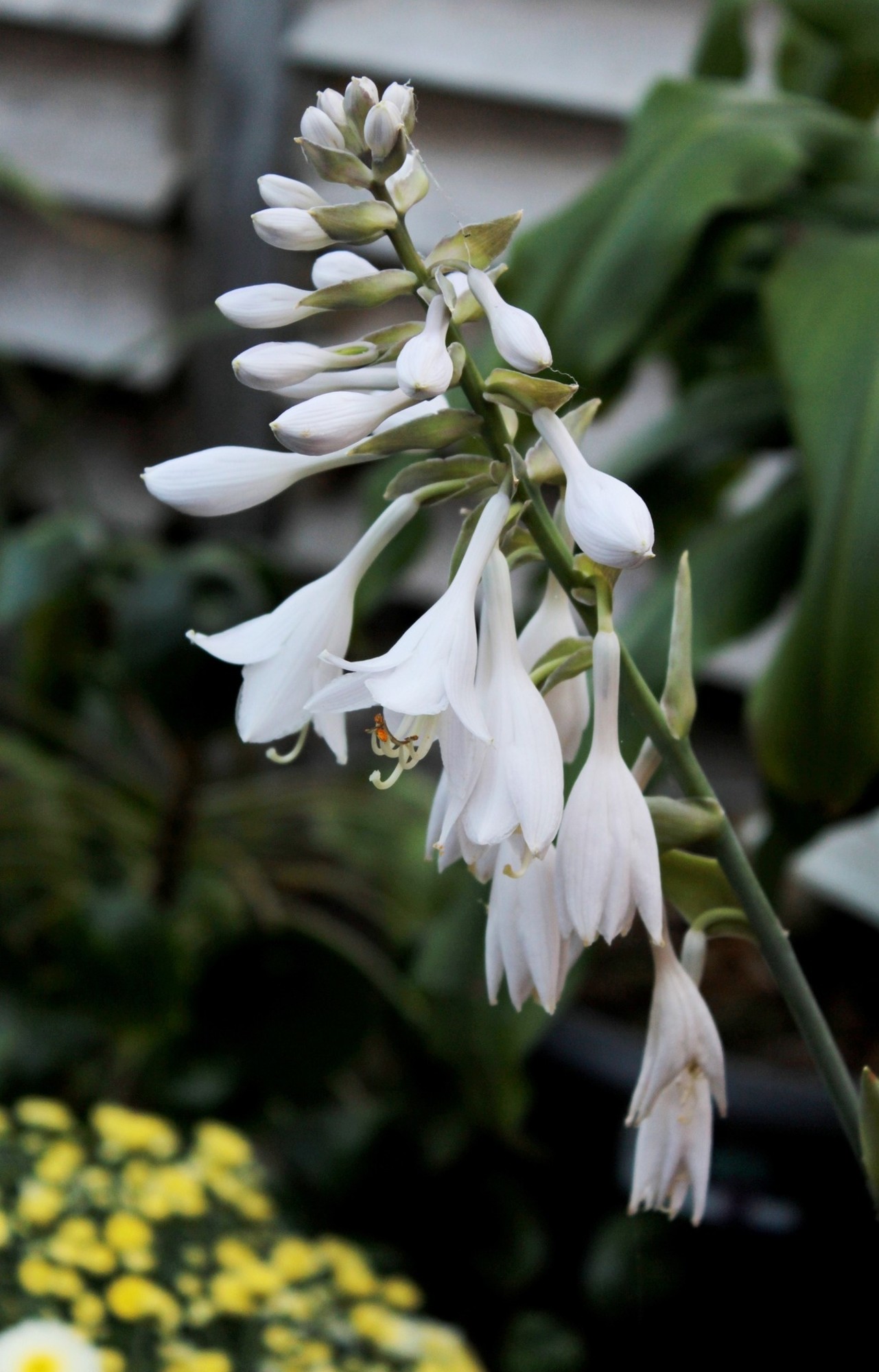 Hosta Royal Standard - Topplantenshop.nl - www.topplantenshop.nl