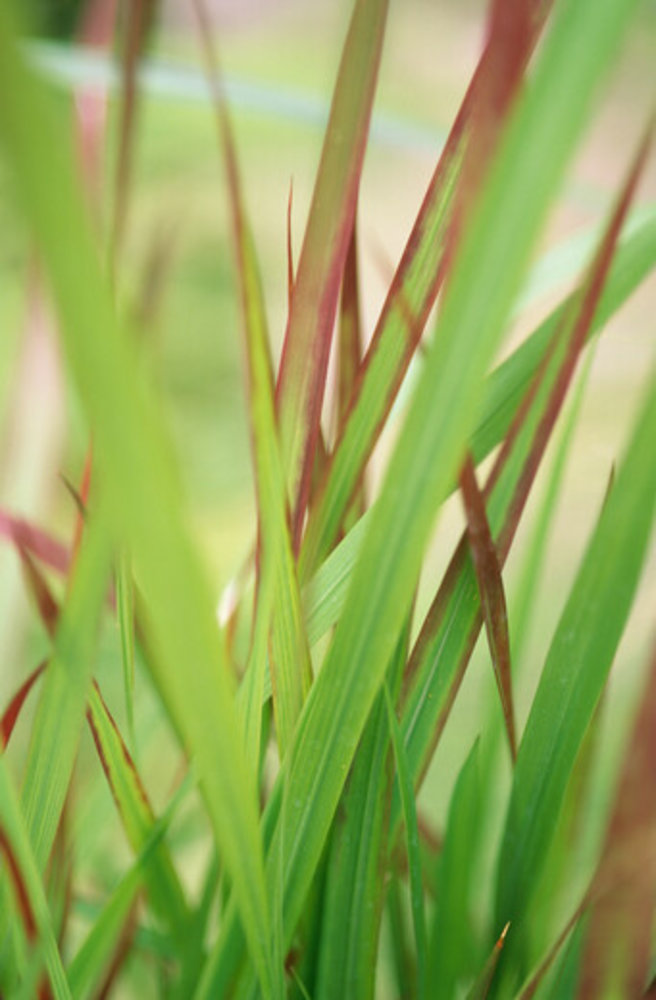 Imperata Red Baron - Topplantenshop.nl - www.topplantenshop.nl