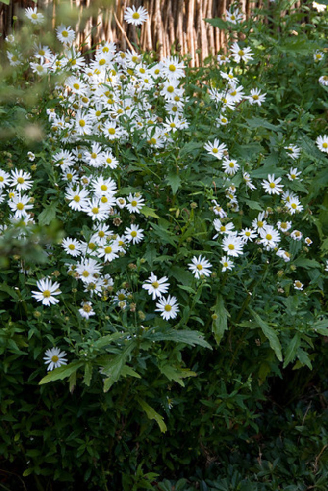 Kalimeris Alba - Topplantenshop.nl - www.topplantenshop.nl
