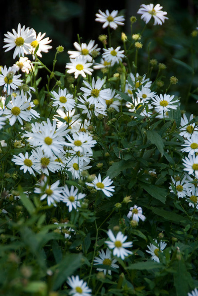 Kalimeris Alba - Topplantenshop.nl - www.topplantenshop.nl
