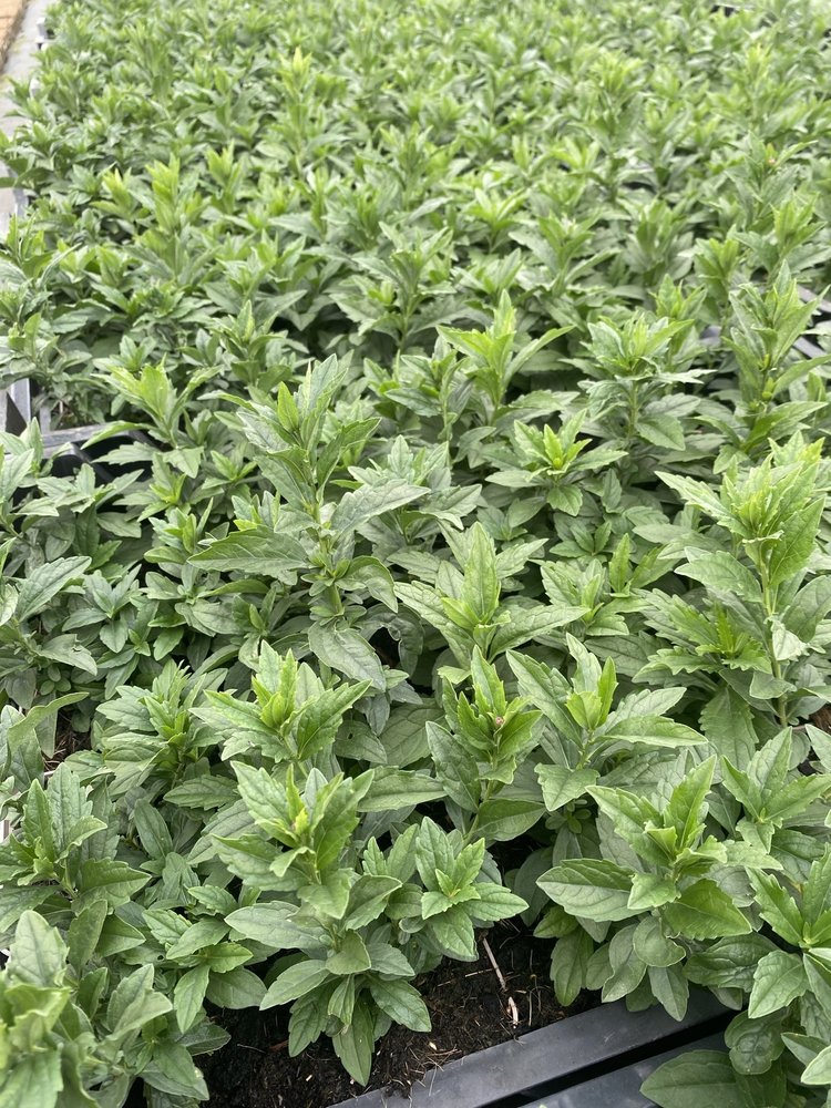 Kalimeris Blue Star - Topplantenshop.nl - www.topplantenshop.nl