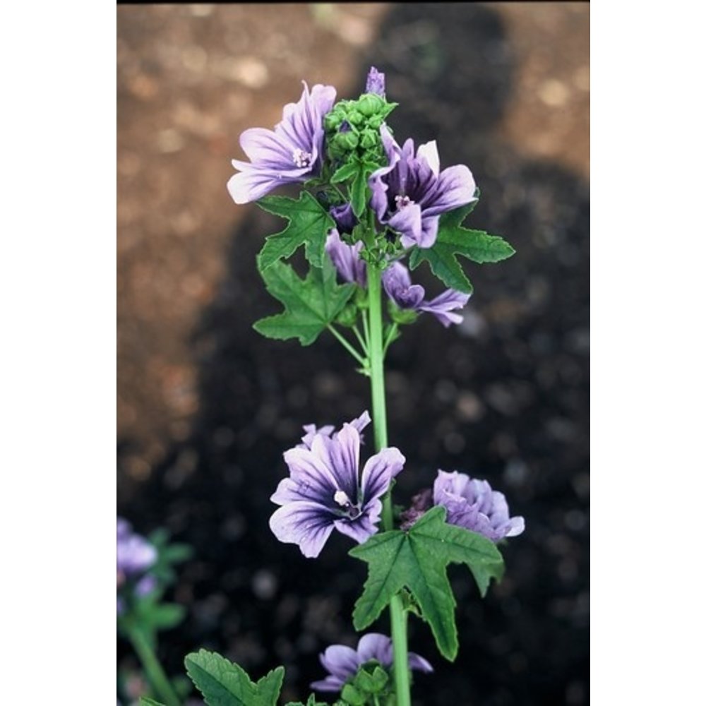 Malva Primley Blue - Topplantenshop.nl - www.topplantenshop.nl
