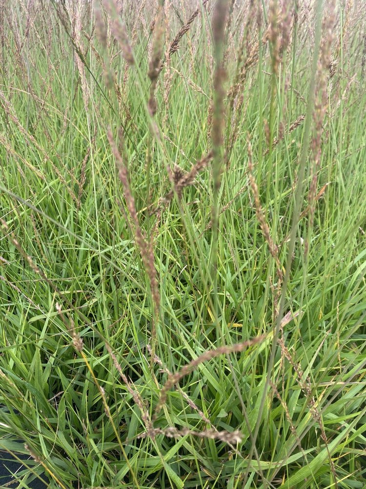 Moliniea Moorhexe - Topplantenshop.nl - www.topplantenshop.nl