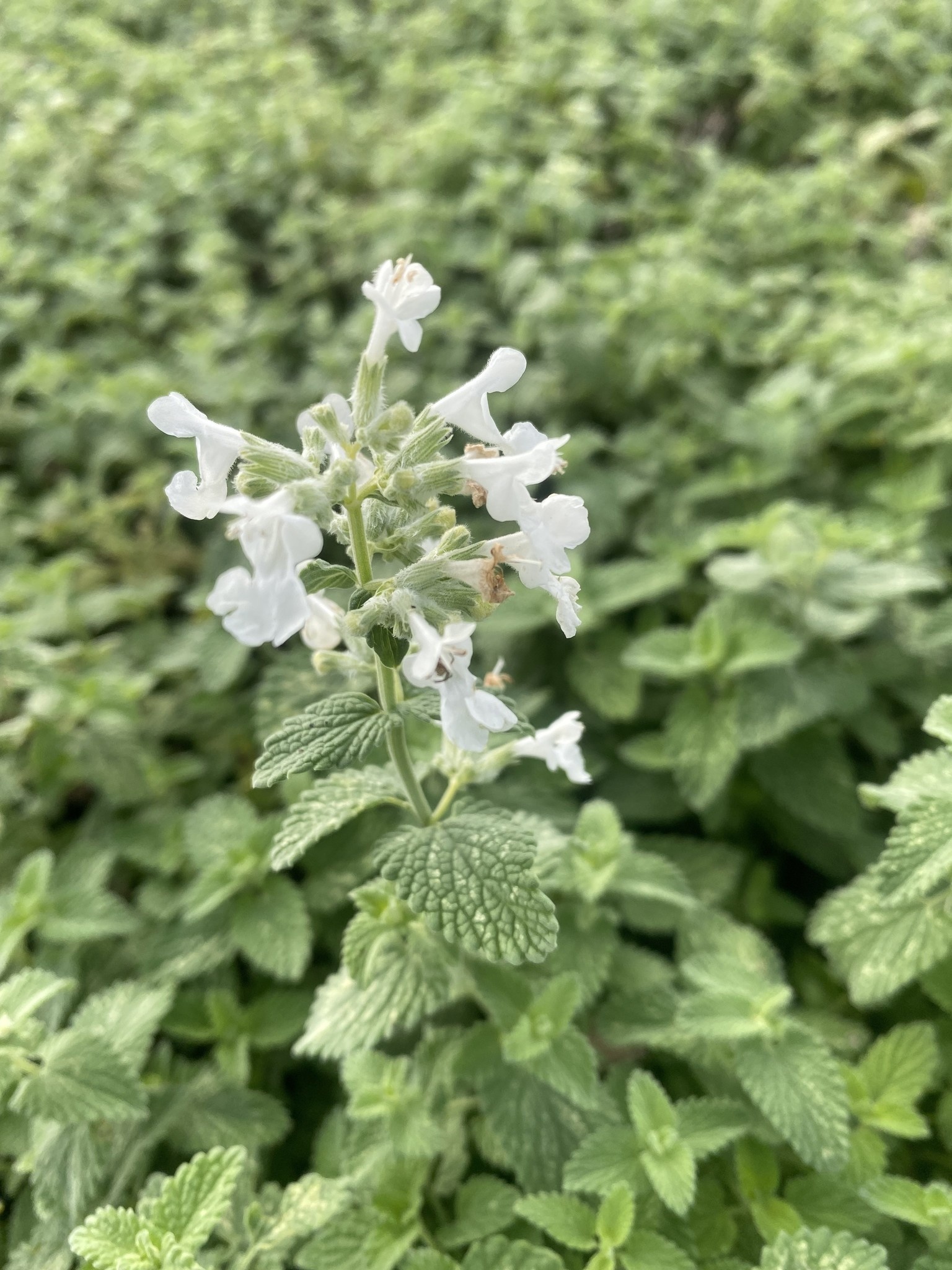 Netpeta Snowflake - Topplantenshop.nl - www.topplantenshop.nl