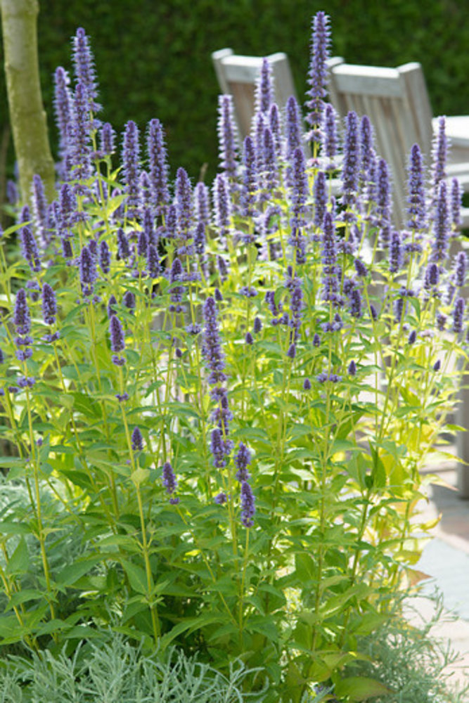 Agastache Black Adder - Topplantenshop.nl - www.topplantenshop.nl