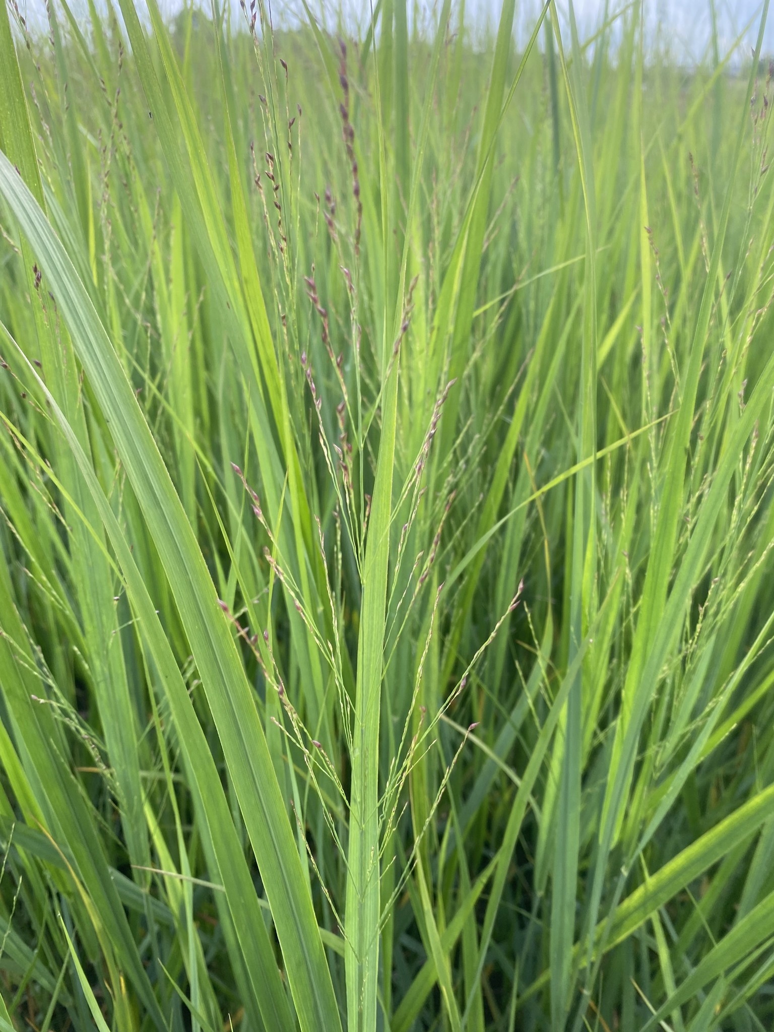 Panicum Northwind - Topplantenshop.nl - www.topplantenshop.nl