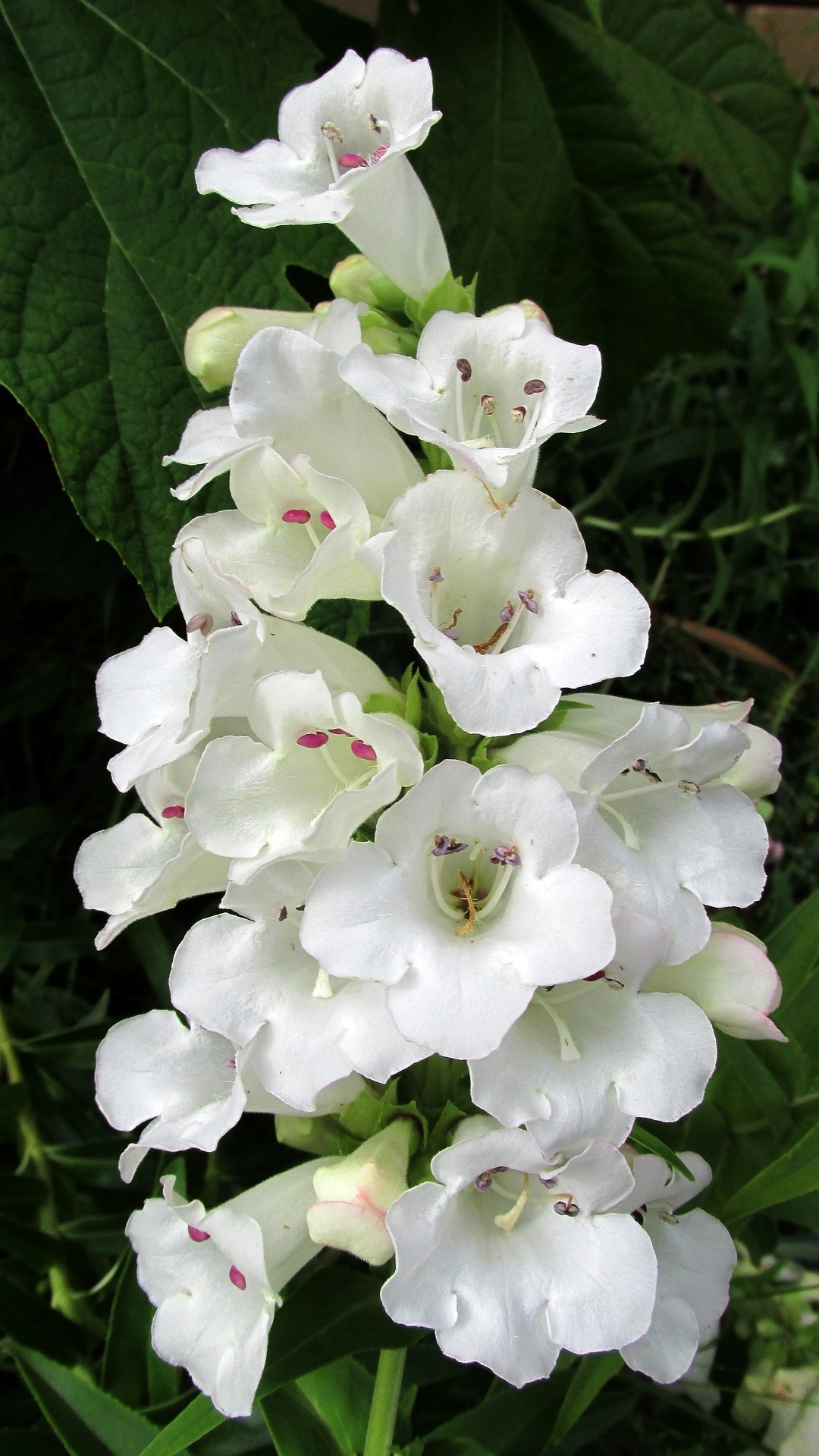 Penstemon White Bedder - Topplantenshop.nl - www.topplantenshop.nl