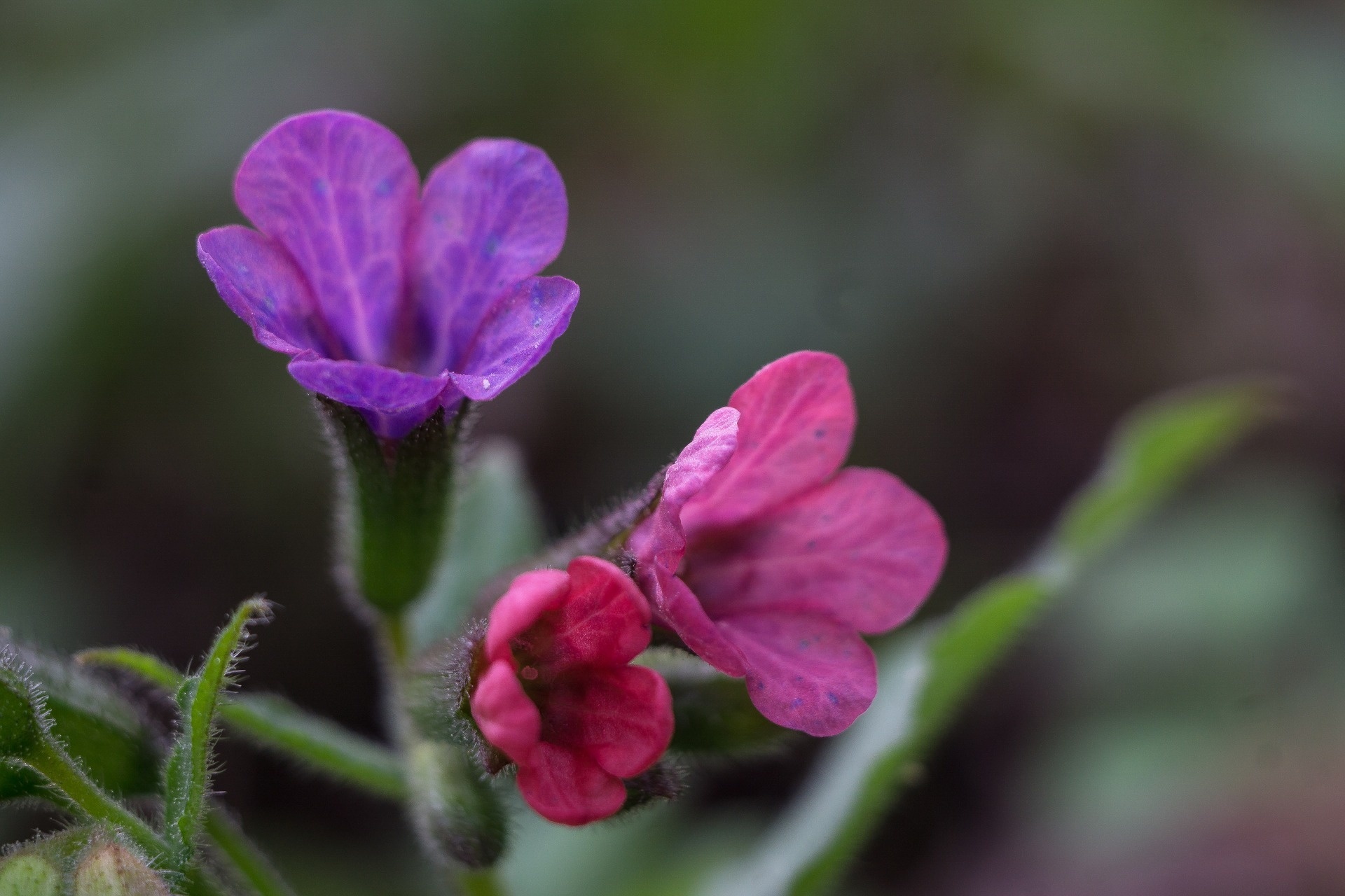 Pulmonaria Blue Ensign - Topplantenshop.nl - www.topplantenshop.nl