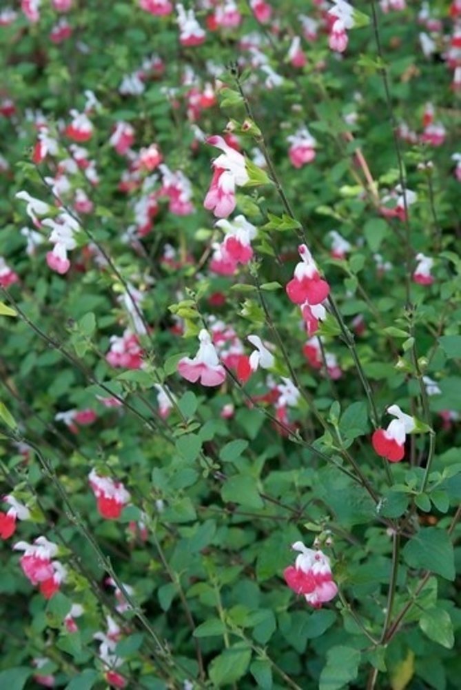 Salvia Hot Lips - Topplantenshop.nl - www.topplantenshop.nl