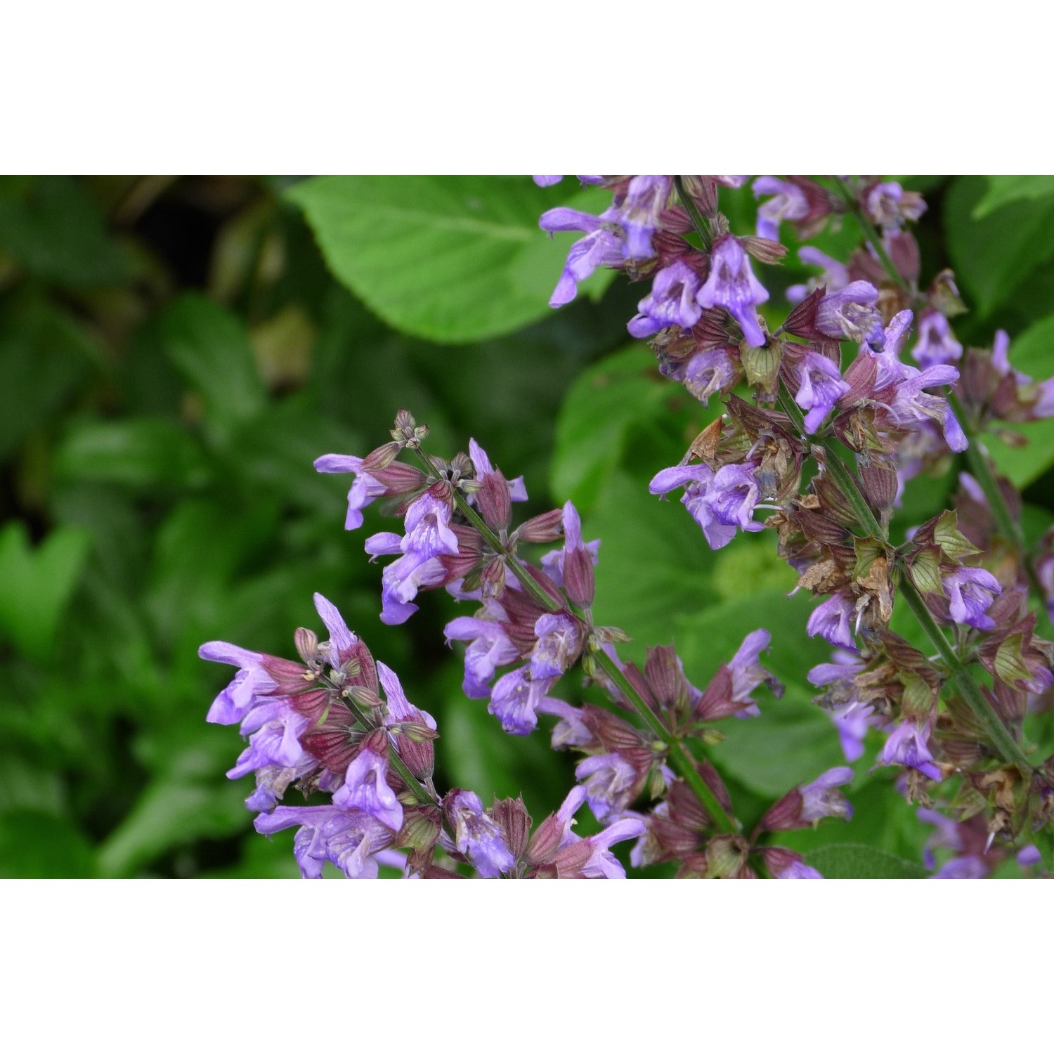 Salvia Officinalis Salvia Officinalis From NVK Nurseries