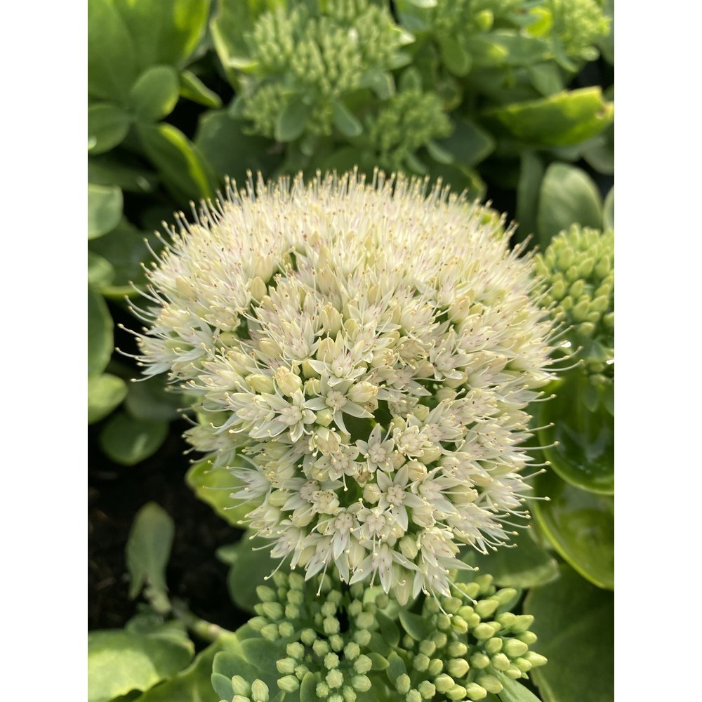 Sedum Iceberg - Topplantenshop.nl - www.topplantenshop.nl