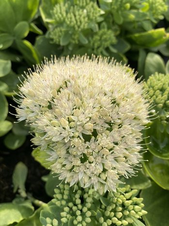 Sedum Iceberg - Topplantenshop.nl - www.topplantenshop.nl