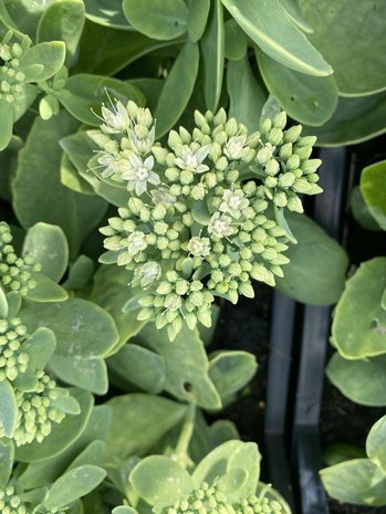 Sedum Iceberg - Topplantenshop.nl - www.topplantenshop.nl
