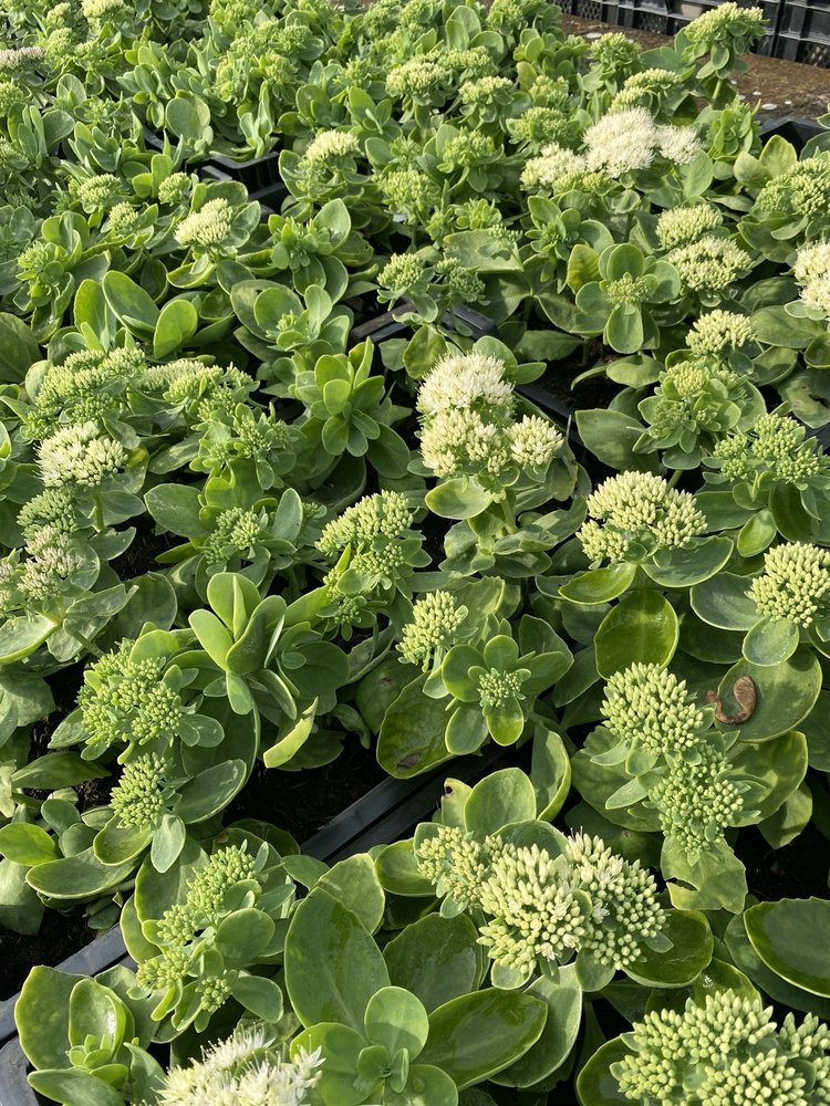 Sedum Iceberg - Topplantenshop.nl - www.topplantenshop.nl