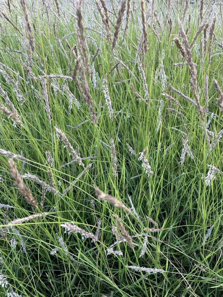 Sesleria Sesleria autumnalis - Topplantenshop.nl - www.topplantenshop.nl