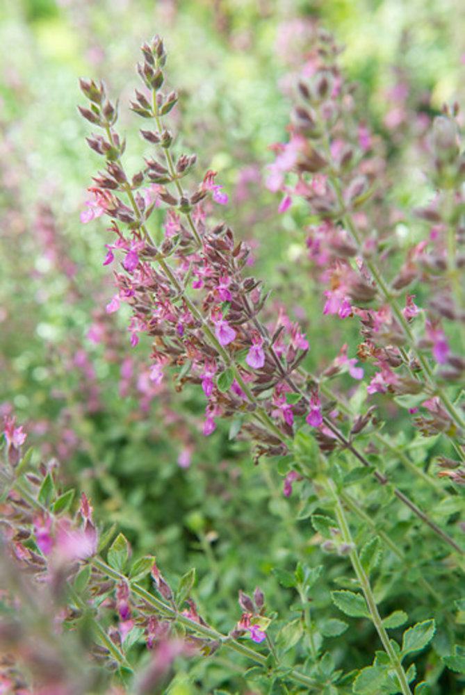 Teucrium Teucrium lucidrys - Topplantenshop.nl - www.topplantenshop.nl