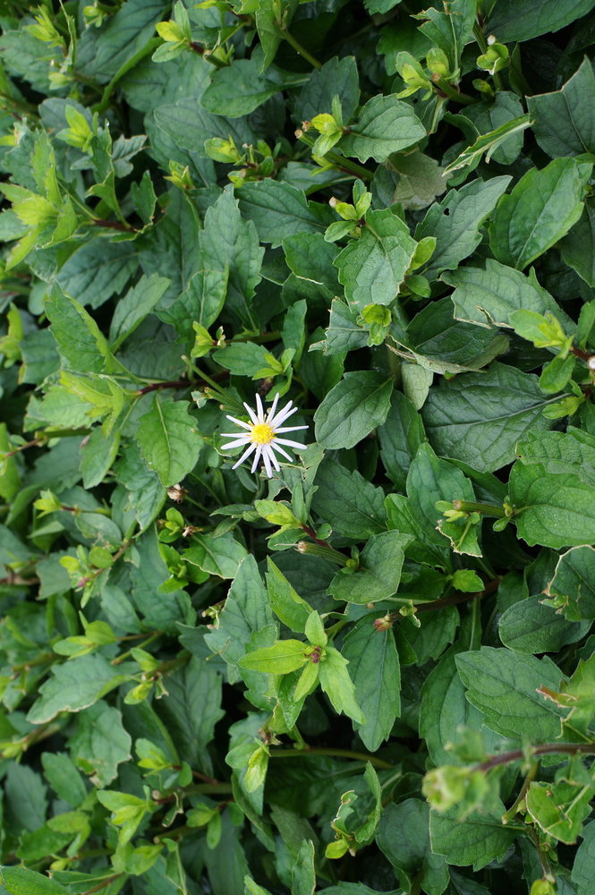 Aster Asran - Topplantenshop.nl - www.topplantenshop.nl