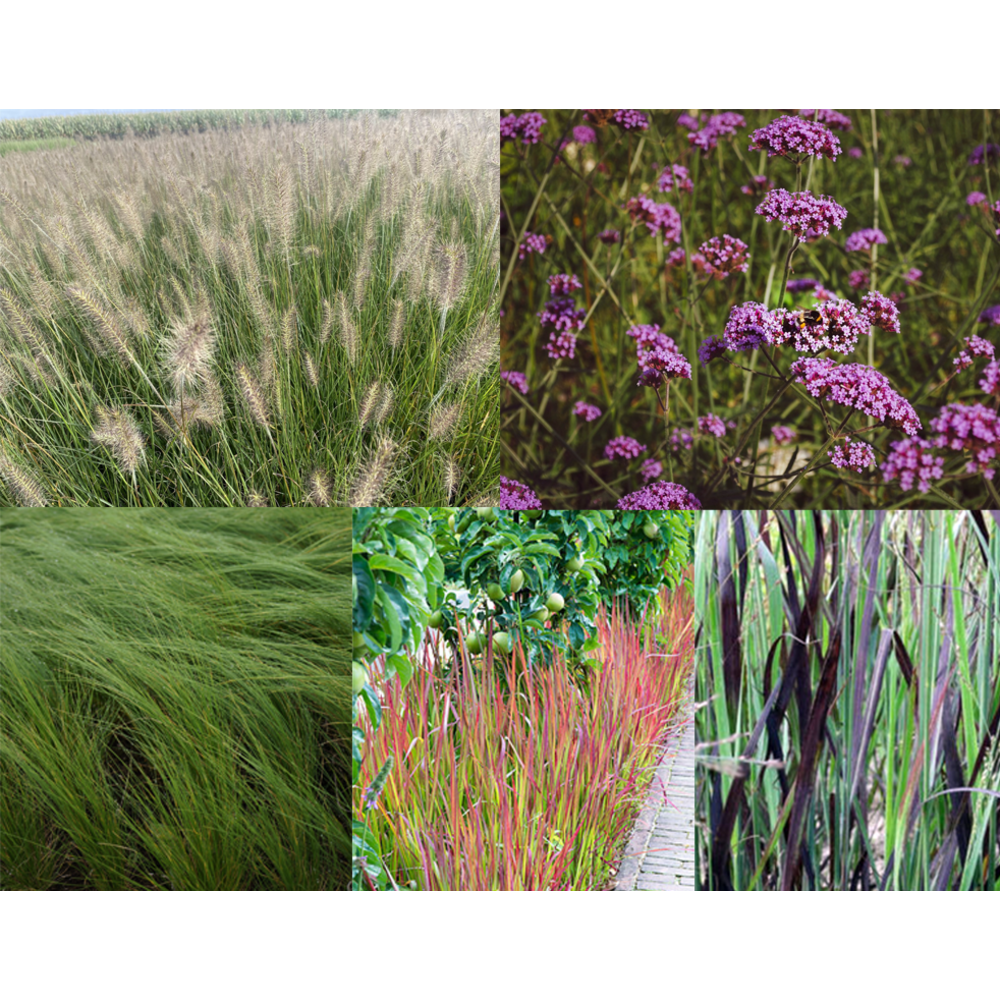 Siergrassen borderbundel -Borderpakket- Topplantenshop.nl - www ...