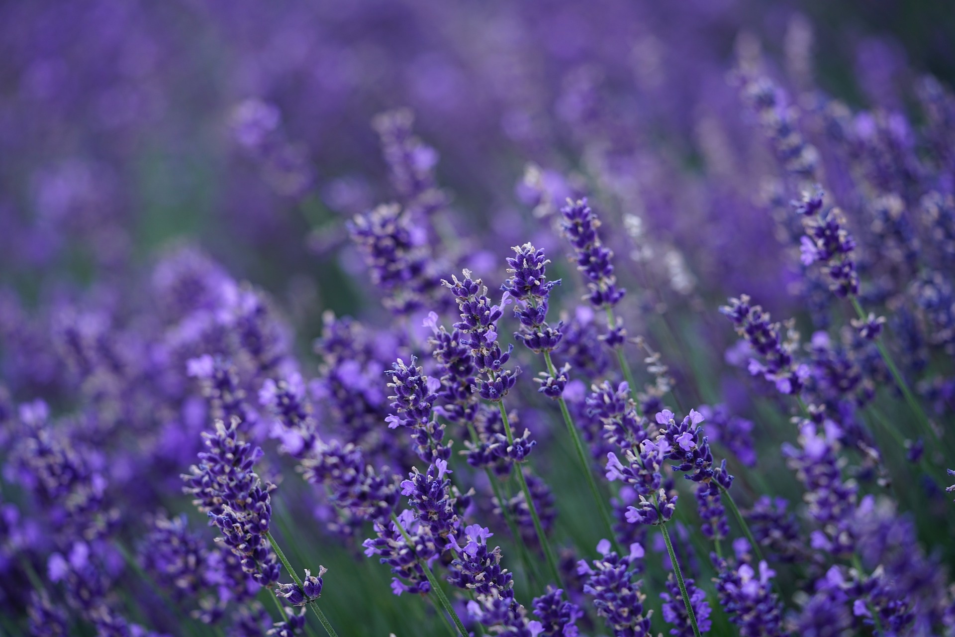 Lavandula Munstead - Topplantenshop.nl - www.topplantenshop.nl