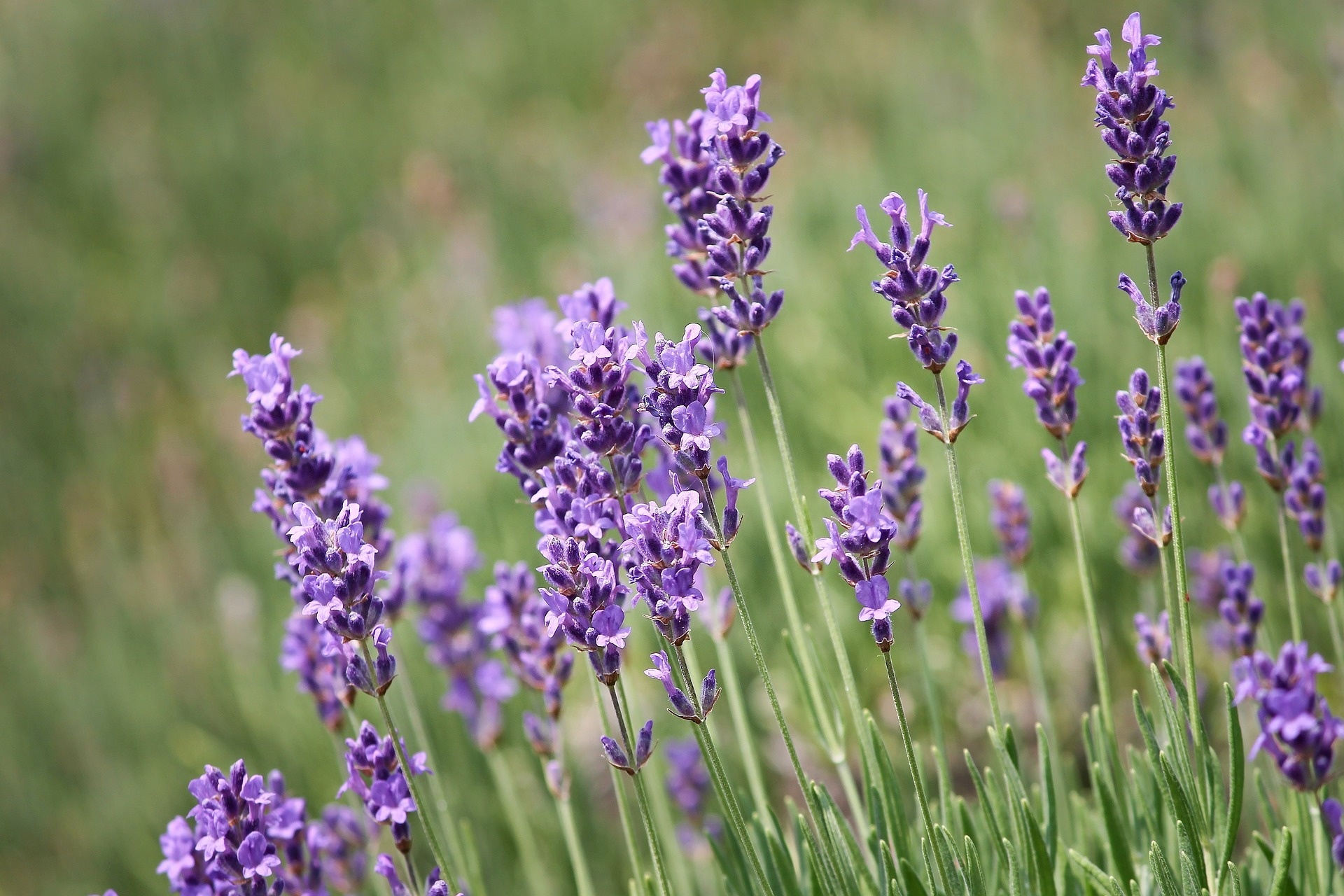 Lavandula angustifolia 'Dwarf Blue' - Topplantenshop.nl - www ...