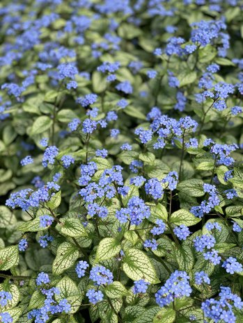 Brunnera macrophylla 'Silver Spear' - Topplantenshop.nl - www ...