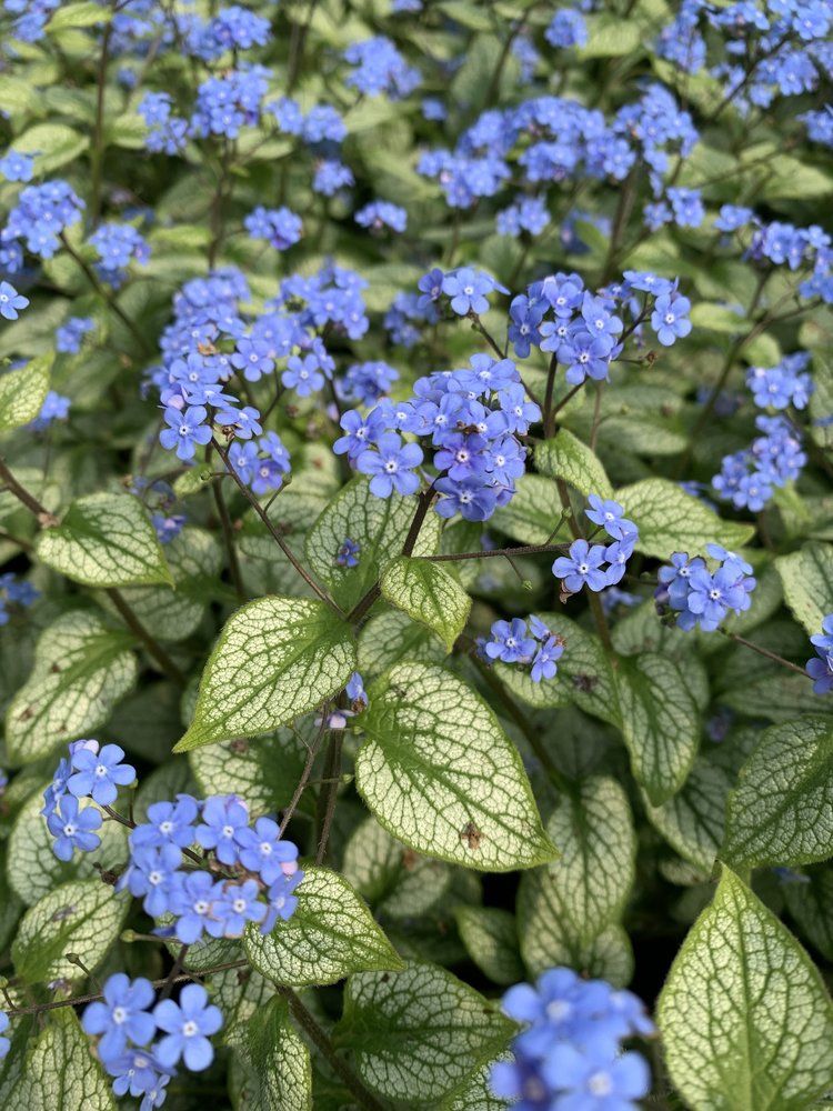 Brunnera macrophylla 'Silver Spear' - Topplantenshop.nl - www ...