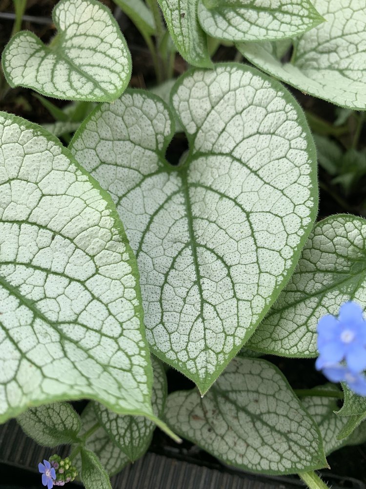 Brunnera macrophylla 'Silver Spear' - Topplantenshop.nl - www ...