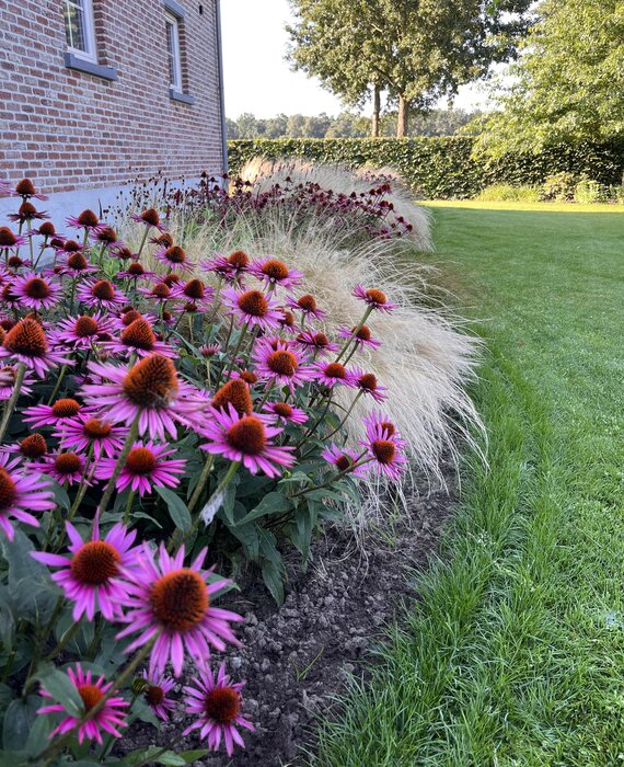 Border beplanting met beplantingplan | Vaste planten | Siergrassen ...